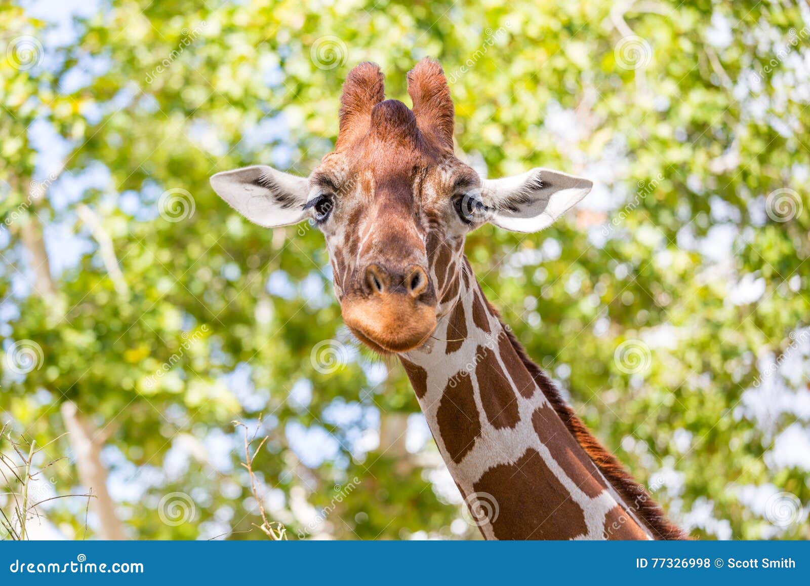 Goofy Giraffe Stock Image | CartoonDealer.com #233508469
