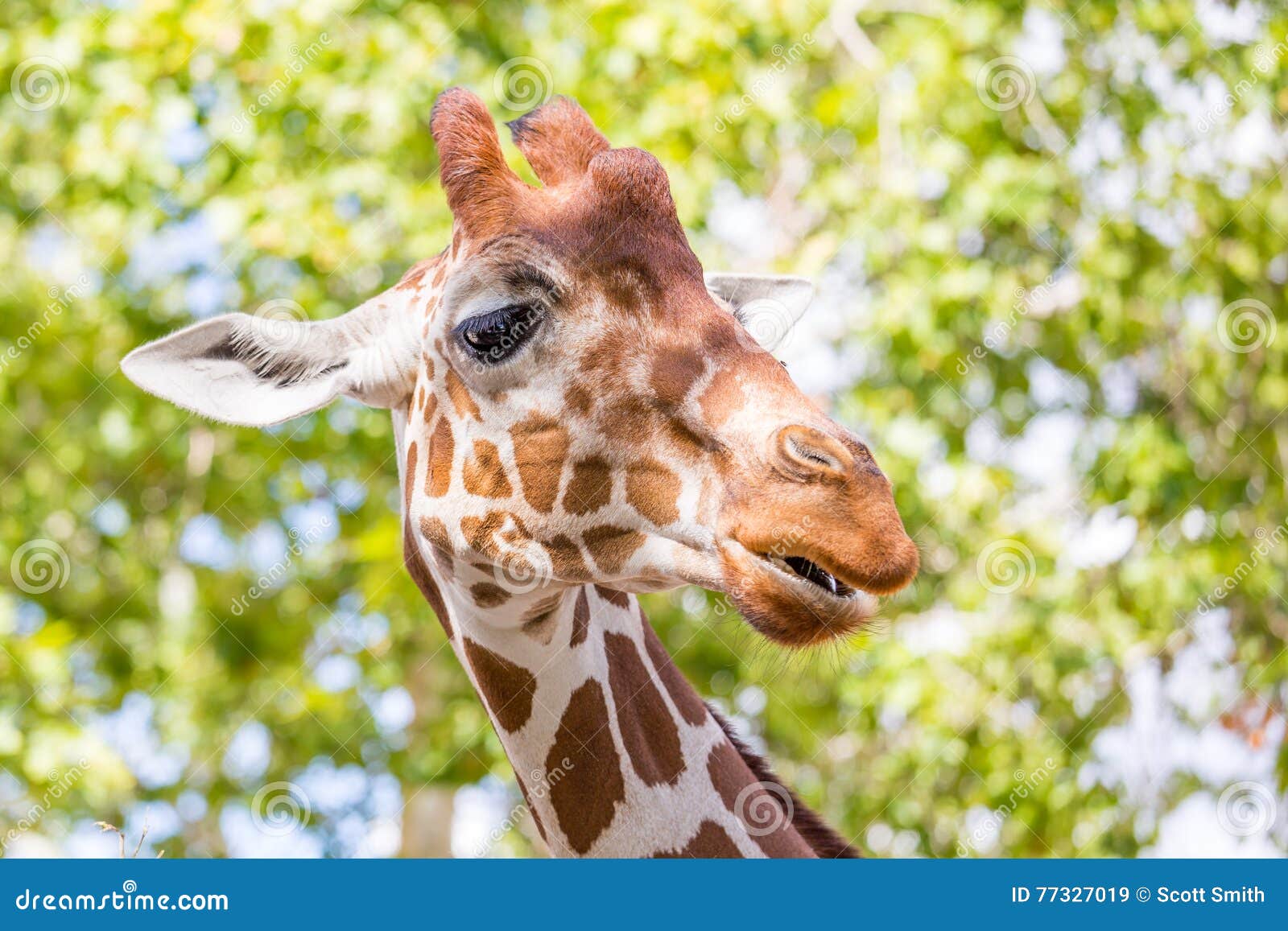 Goofy Giraffe. stock image. Image of africa, talking - 77327019