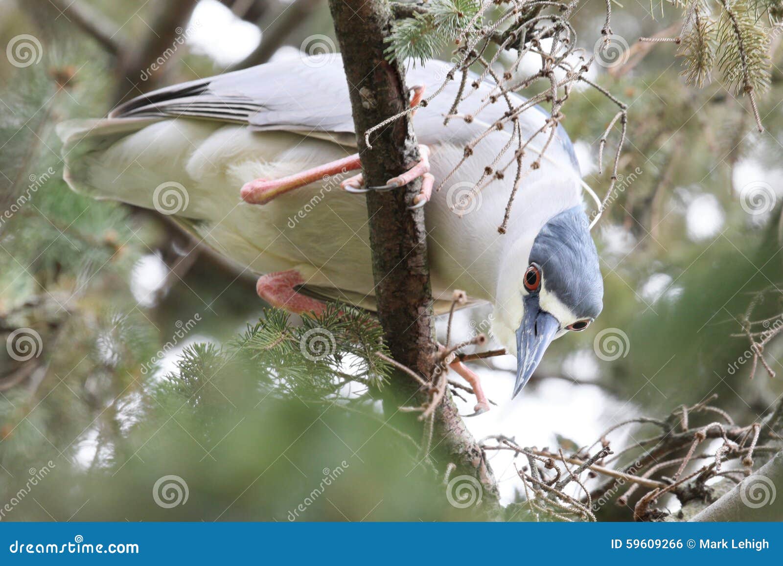 Goofy heron stock photo. Image of migrate, bird, habitat - 59609266