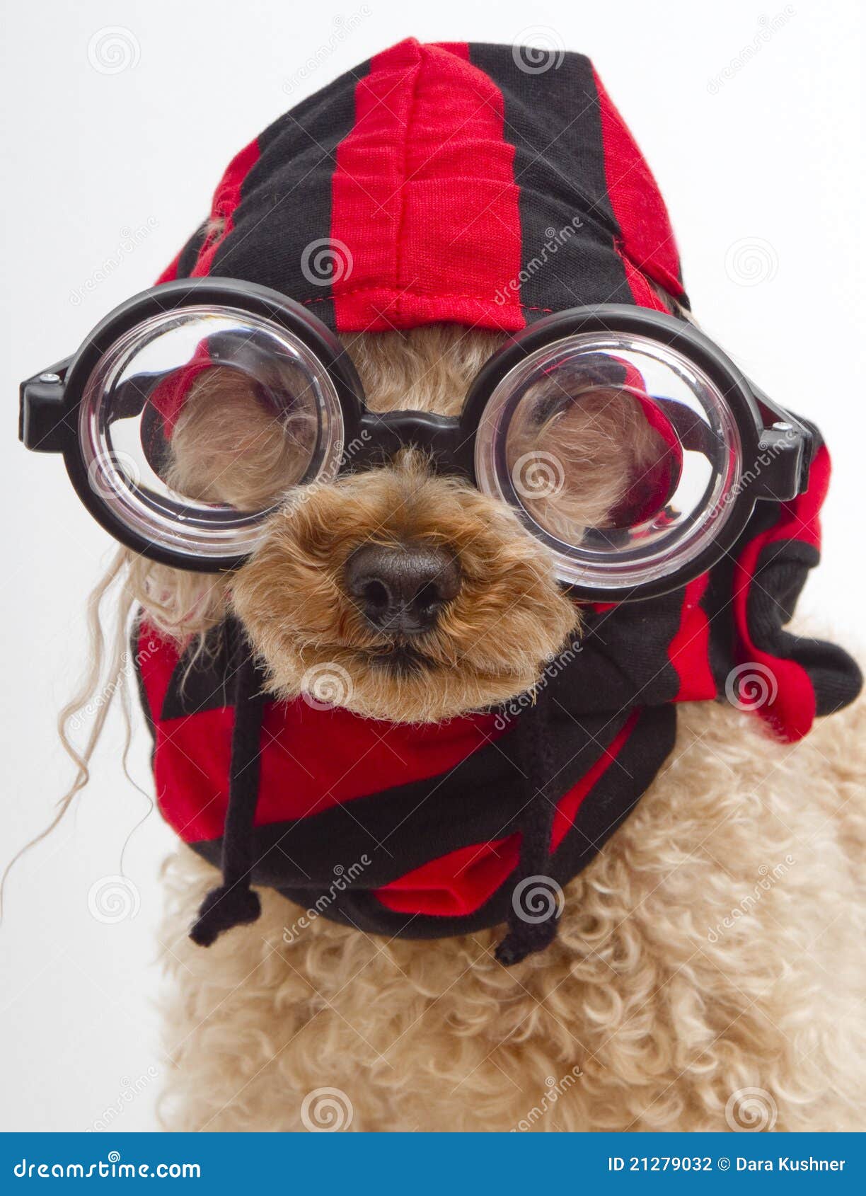 Goofy Hond stock foto. Image of honds, verticaal, geek - 21279032