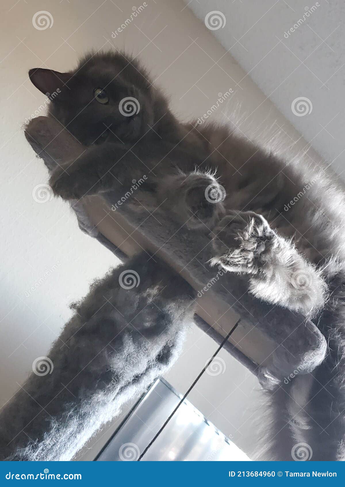 Goofy kitty stock photo. Image of kitten, drawing, animal - 213684960