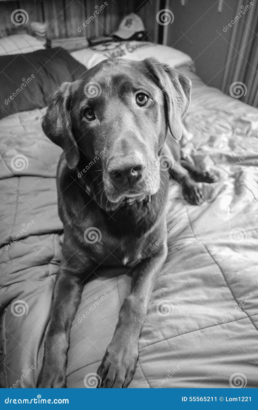 Goofy Labrador stock image. Image of goofy, labrador - 55565211