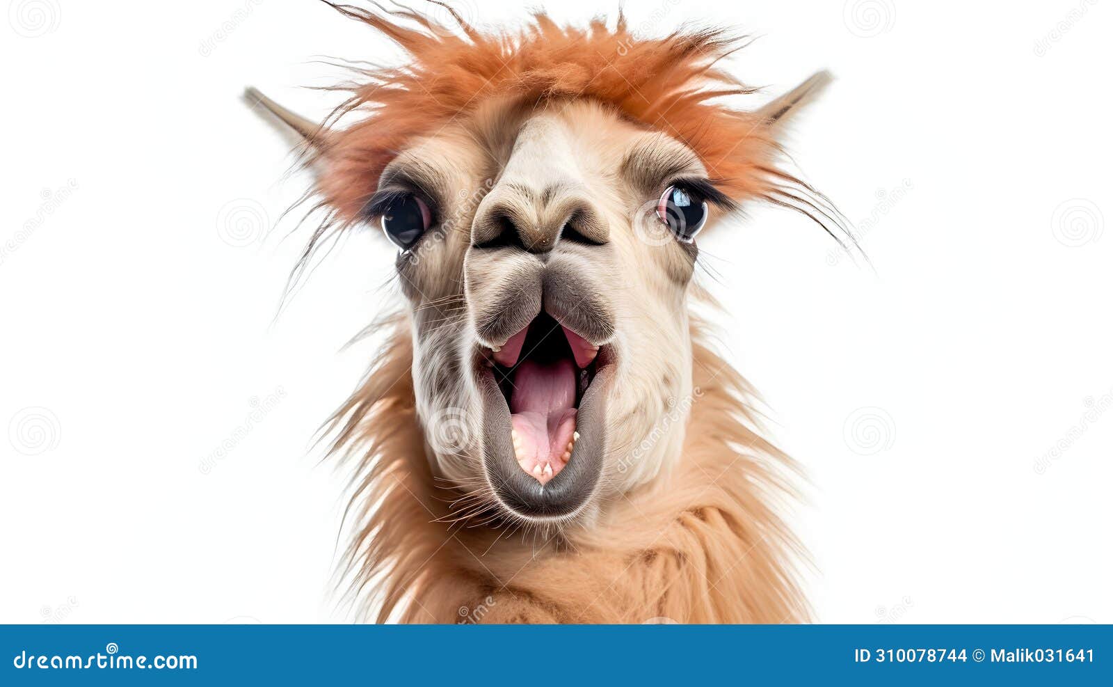 A Goofy-looking Llama Sticking Out Its Tongue Stock Photography ...