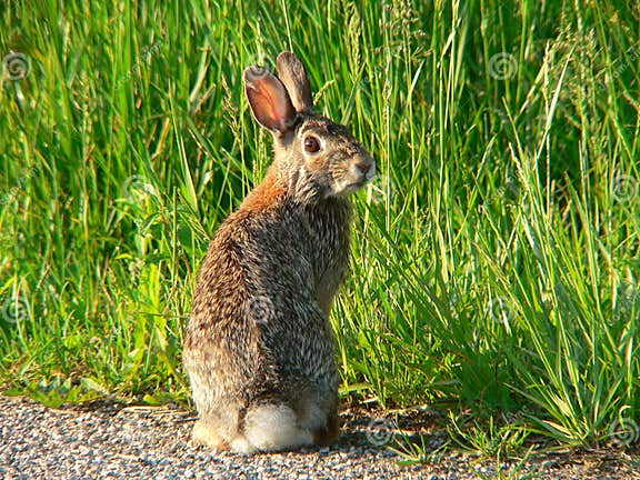 Goofy rabbit 1 stock image. Image of chomp, life, green - 27309133