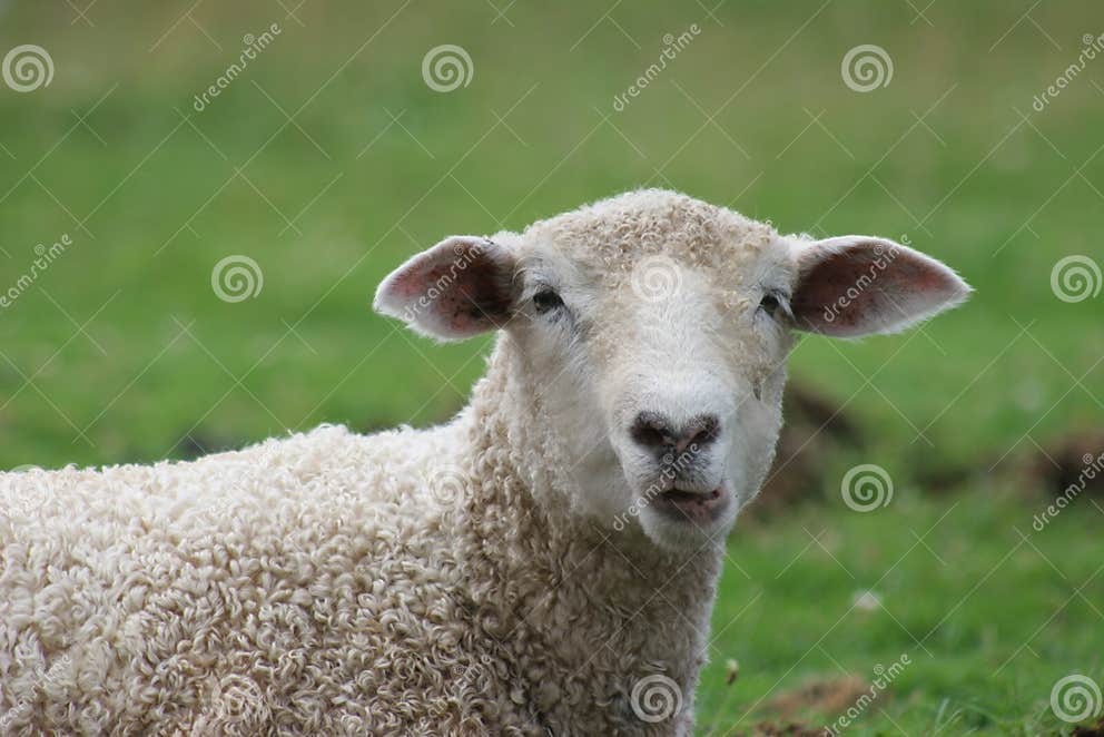 Goofy Sheep Face stock image. Image of wool, docile, eyes - 1024571
