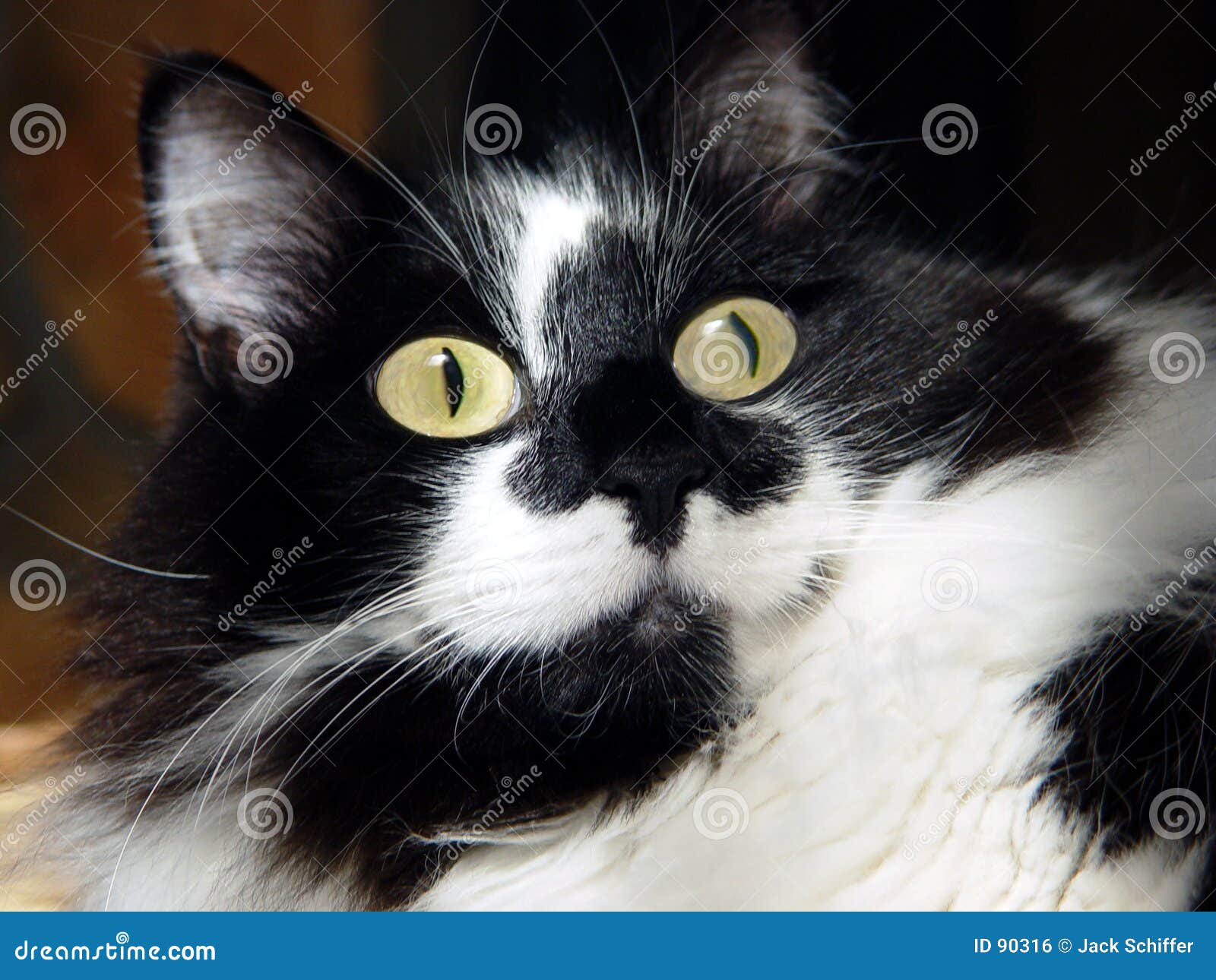 Google Eye Kitty Picture. Image: 90316