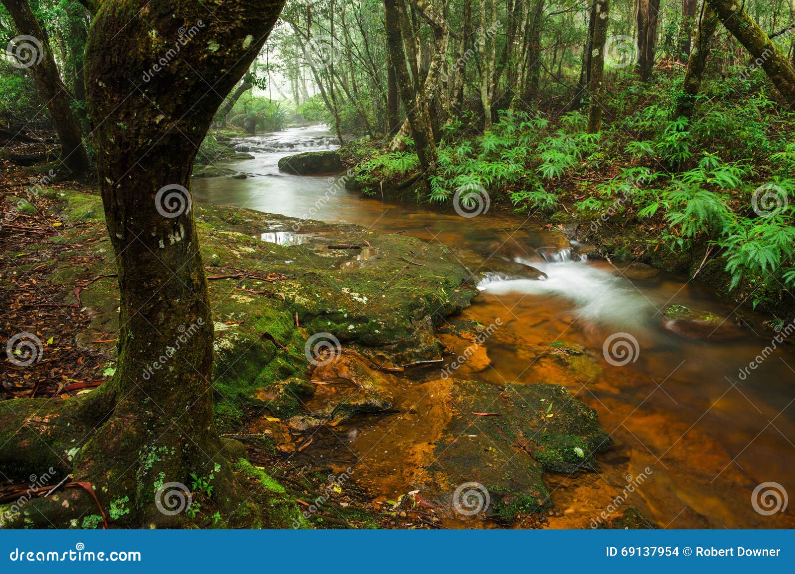 Goomoolahra Creek in Springbrook Stock Photo - Image of tranquil, stone ...