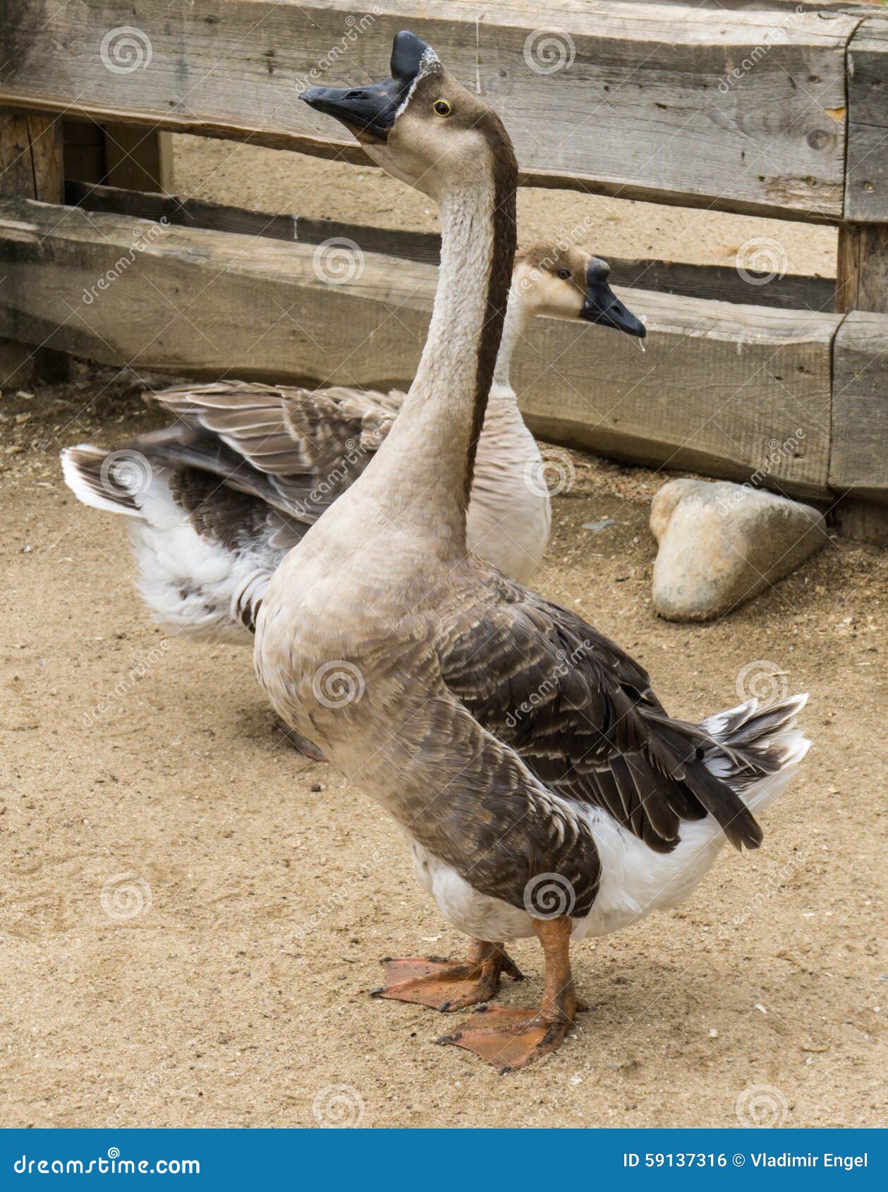 Goos Mating Reproducing Geese Birds Farm Stock Photo - Image of fair ...