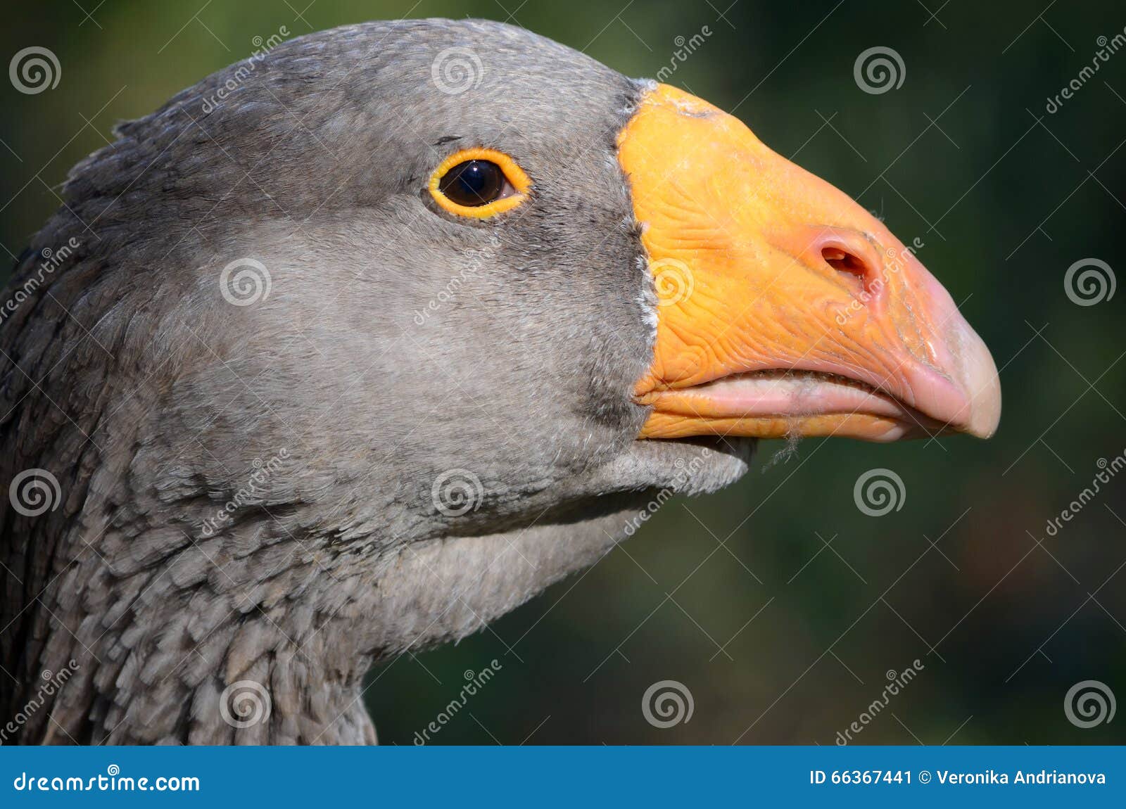 Goos stock image. Image of goos, feathers, portrait, green - 66367441