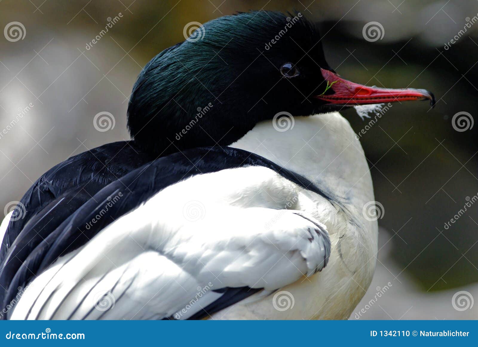 Goosander stock photo. Image of beautiful, adventure, beak - 1342110