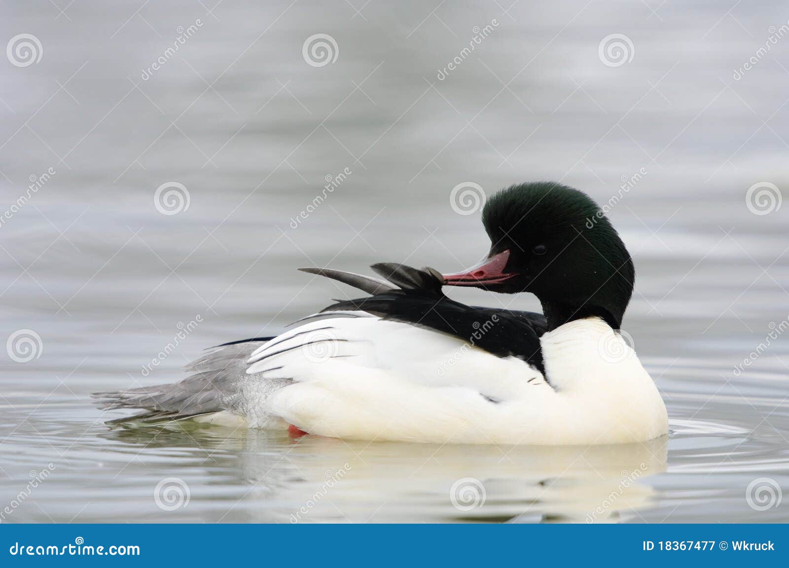 Goosander stock image. Image of merganser, male, animal - 18367477