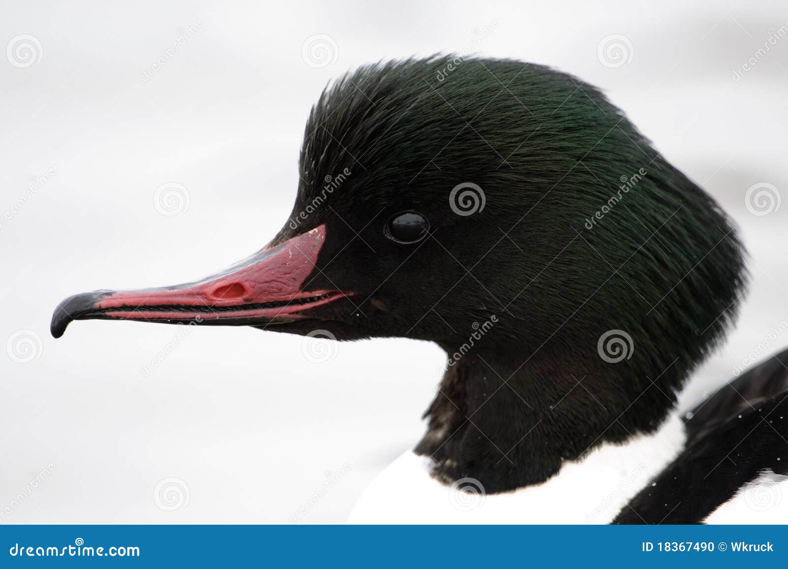 Goosander stock photo. Image of wildlife, mergus, lake - 18367490