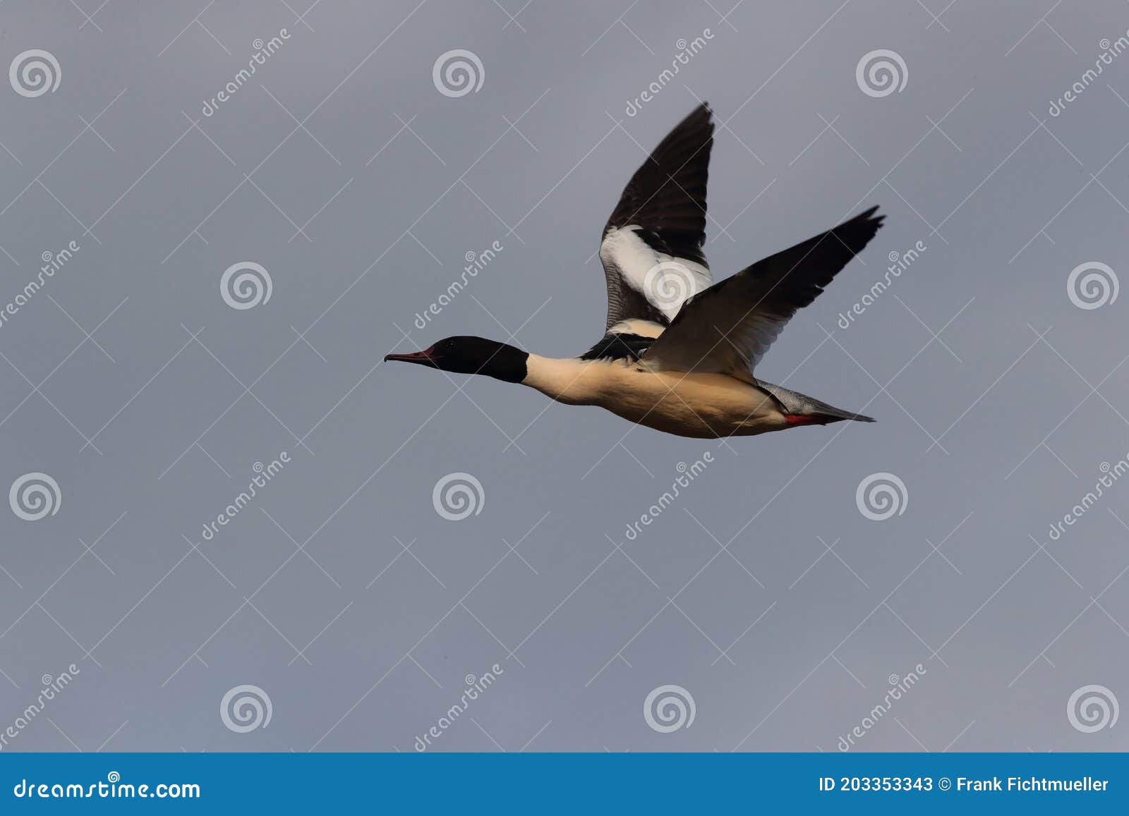 Goosander Common Merganser Flying Germany Stock Image - Image of duck ...