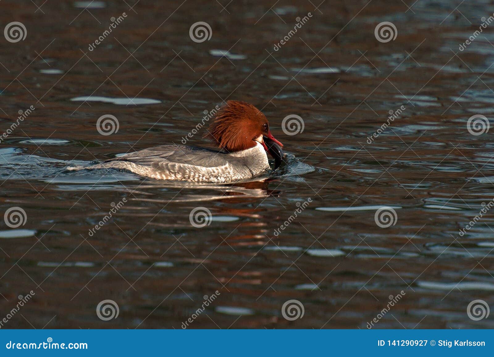 The Goosander Eurasian Mergus Merganser Stock Image - Image of serrator ...