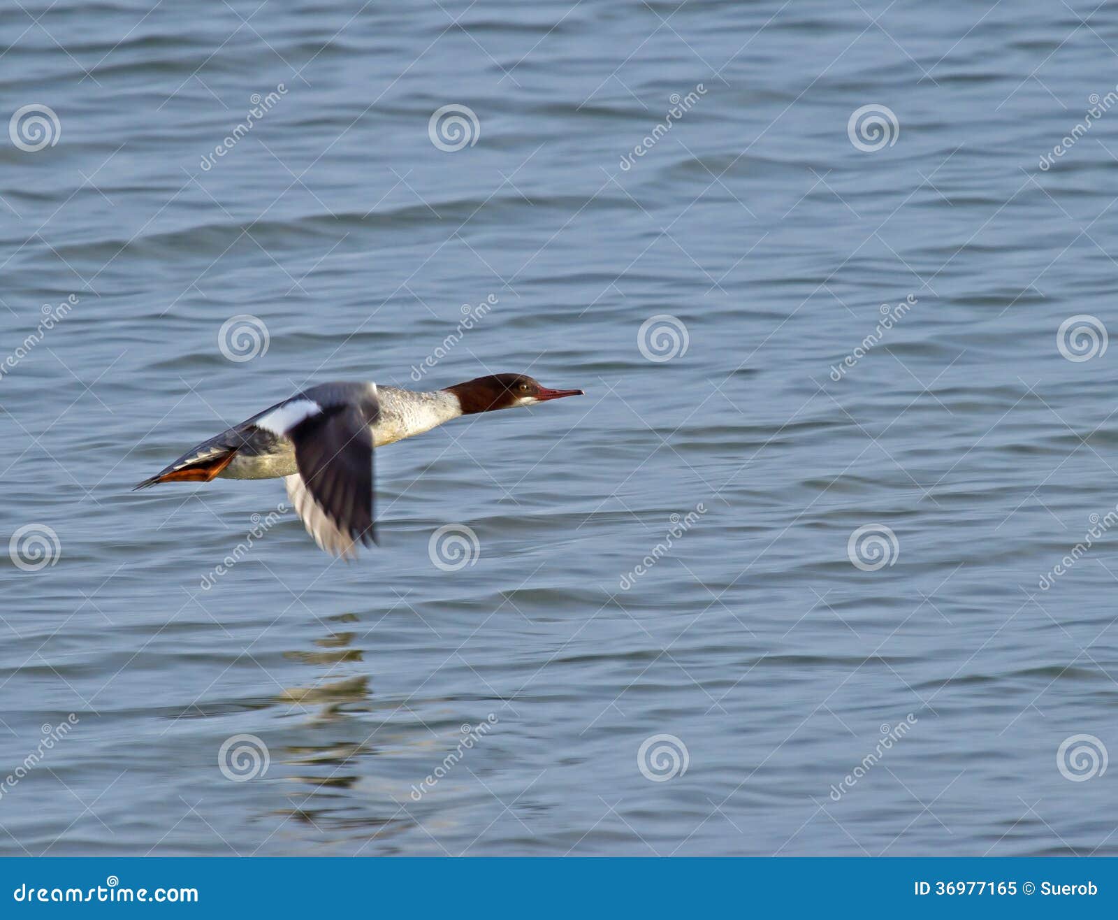 Goosander in Flight stock image. Image of redhead, female - 36977165