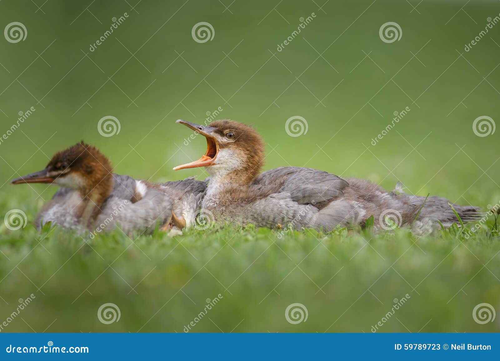 Goosander (merganser) Chicks Stock Image - Image of lake, parental ...