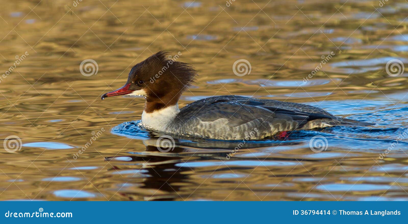 Goosander stock photo. Image of avian, birds, duck, wildlife - 36794414