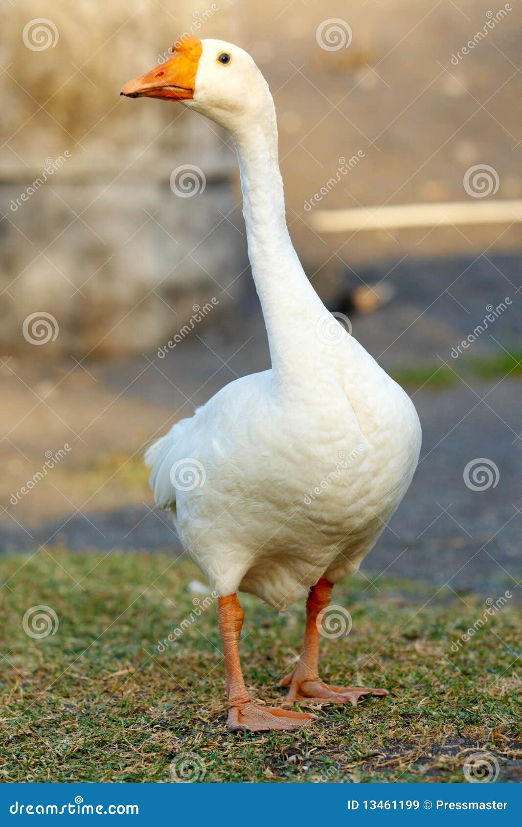 Goose stock image. Image of fauna, geese, claws, feathering - 13461199