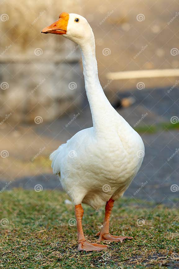 Goose stock image. Image of fauna, geese, claws, feathering - 13461199