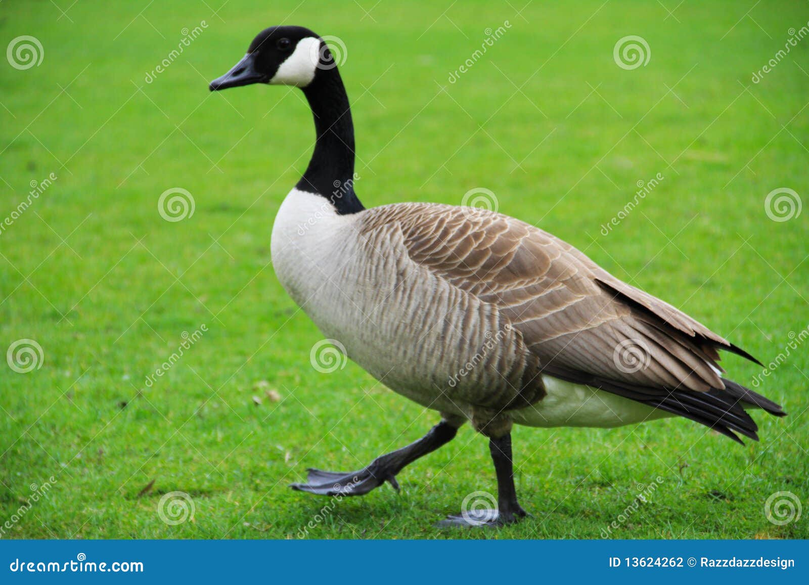 Goose stock photo. Image of breast, goose, feathers, daylight - 13624262