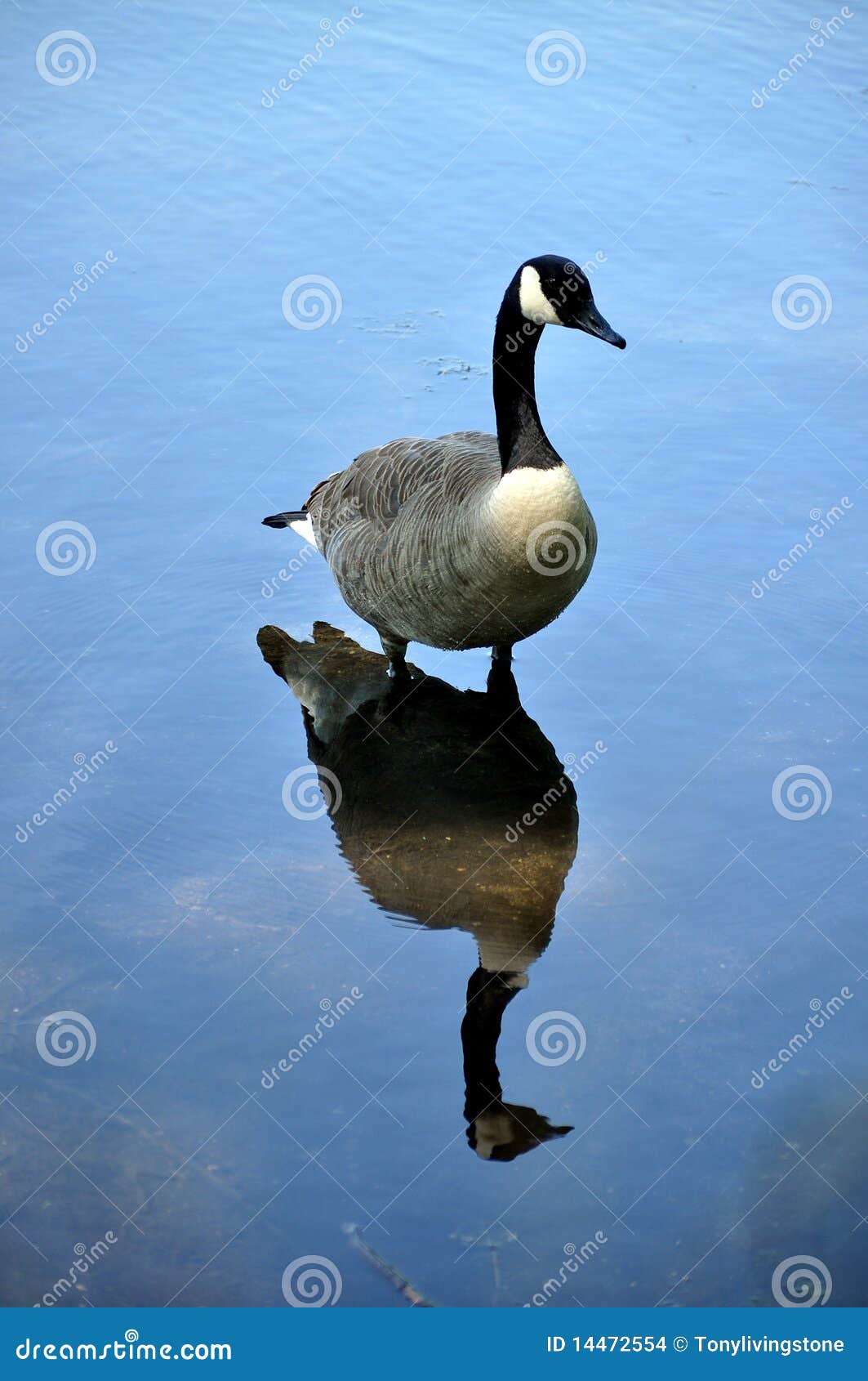 Goose stock photo. Image of feathers, blue, nature, bird - 14472554