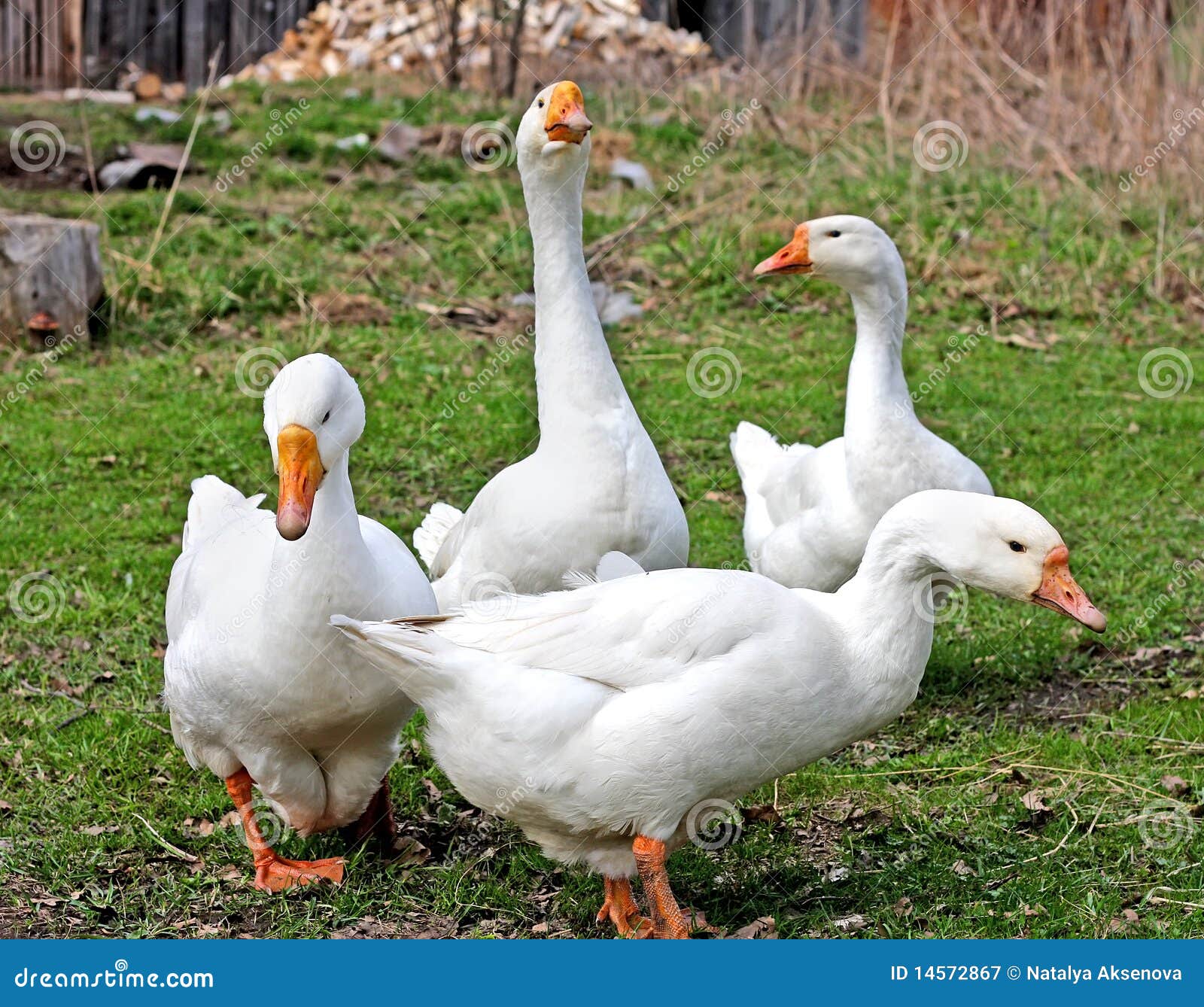 Goose stock image. Image of yard, white, agriculture - 14572867