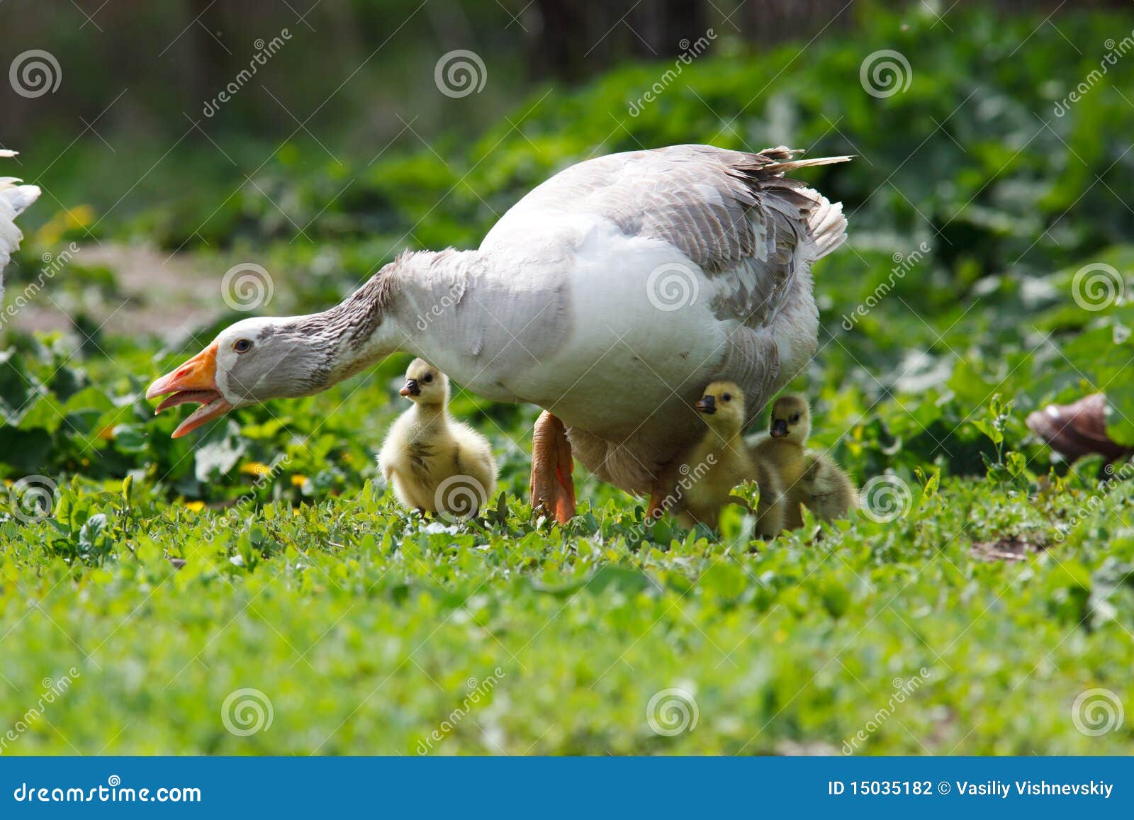 Goose stock photo. Image of goose, small, baby, brood - 15035182