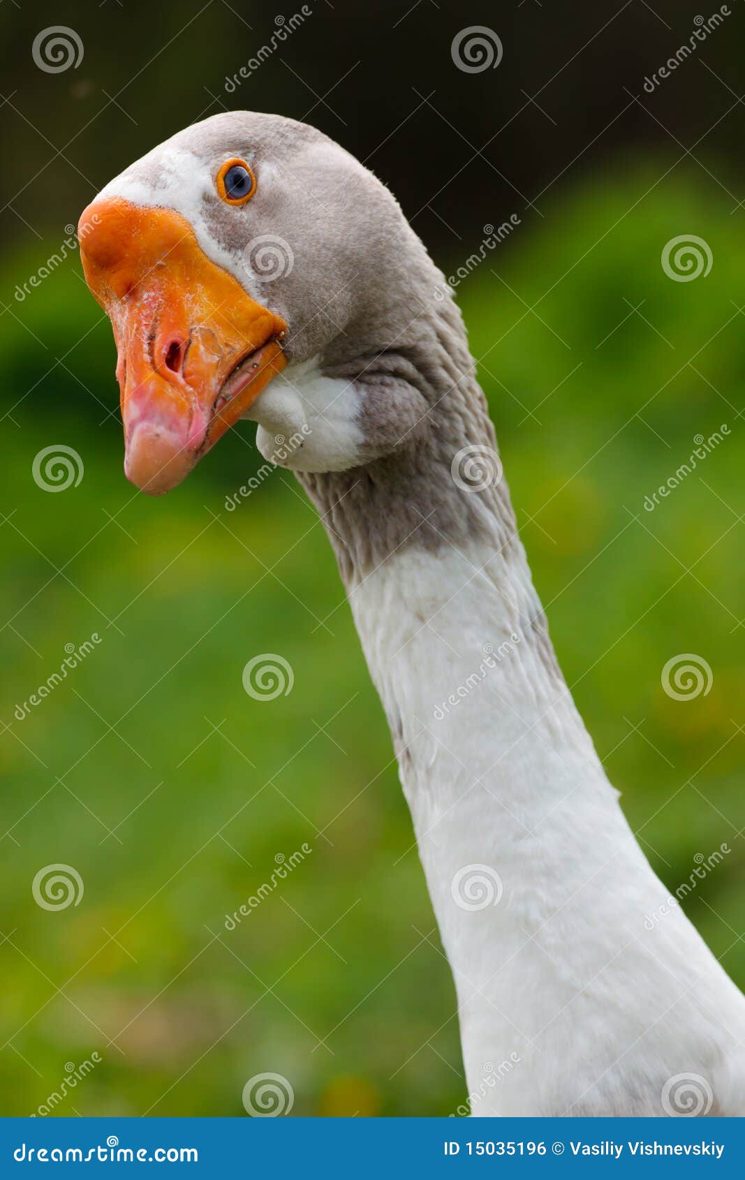 Goose stock photo. Image of farm, beak, goose, single - 15035196