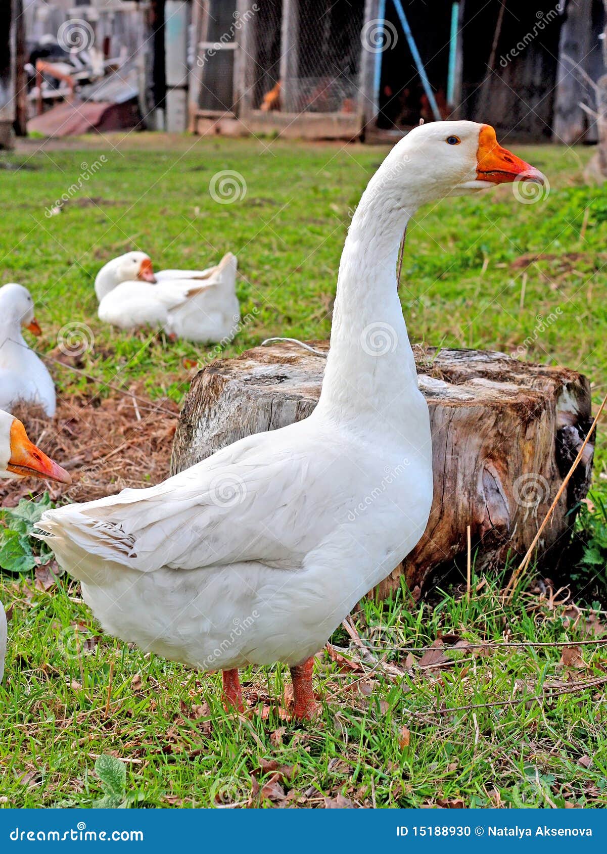 Goose stock photo. Image of farm, livestock, head, bird - 15188930