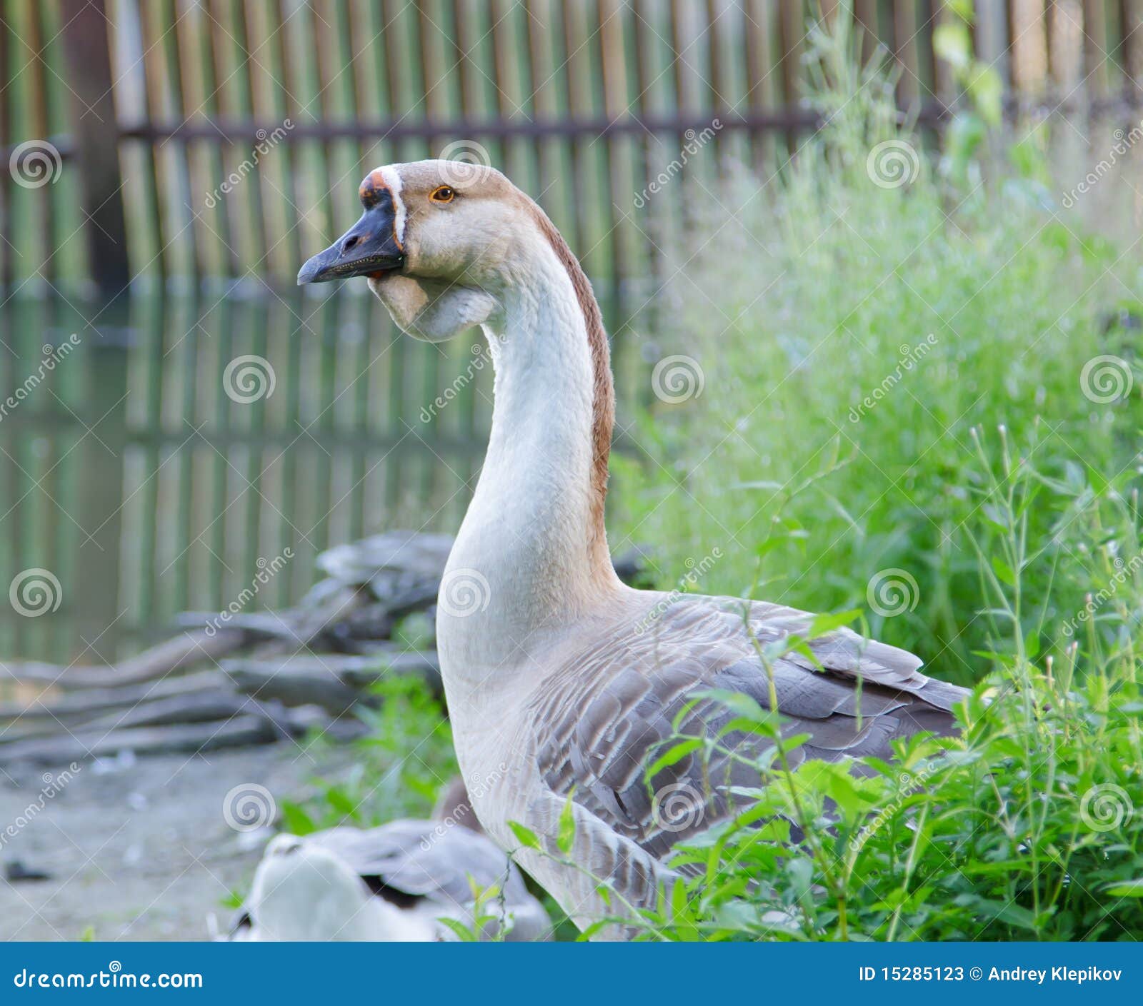 Goose stock image. Image of animal, wildlife, background - 15285123