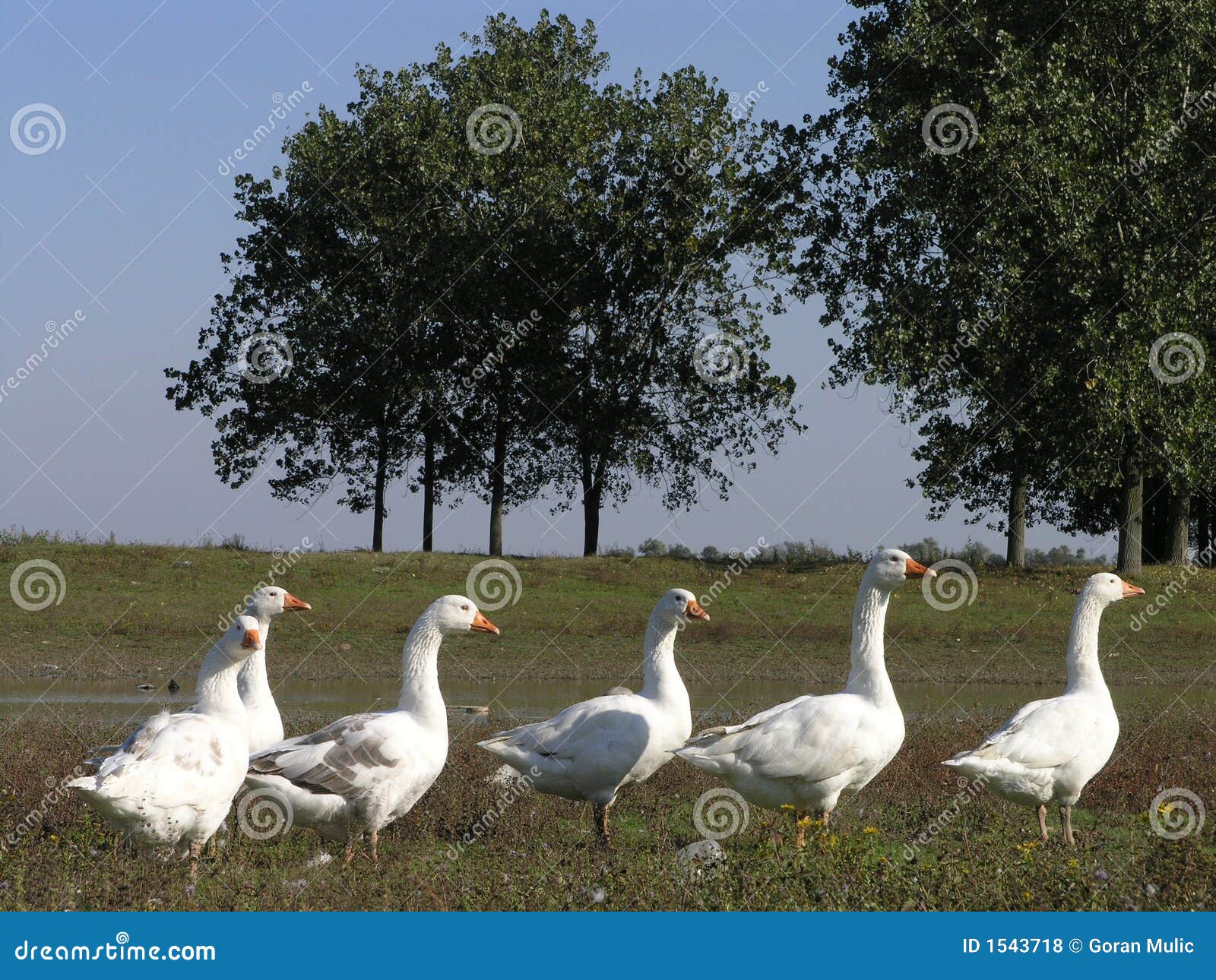 Goose stock photo. Image of neck, outdoor, coast, village - 1543718