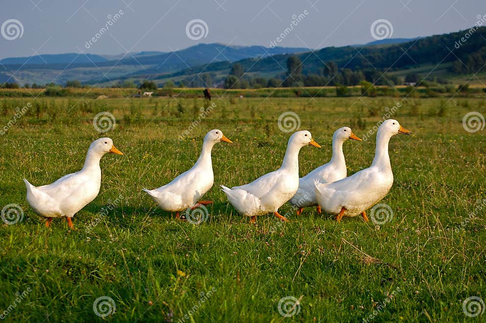 Goose stock image. Image of barnyard, feather, hunt, closeup - 15443983