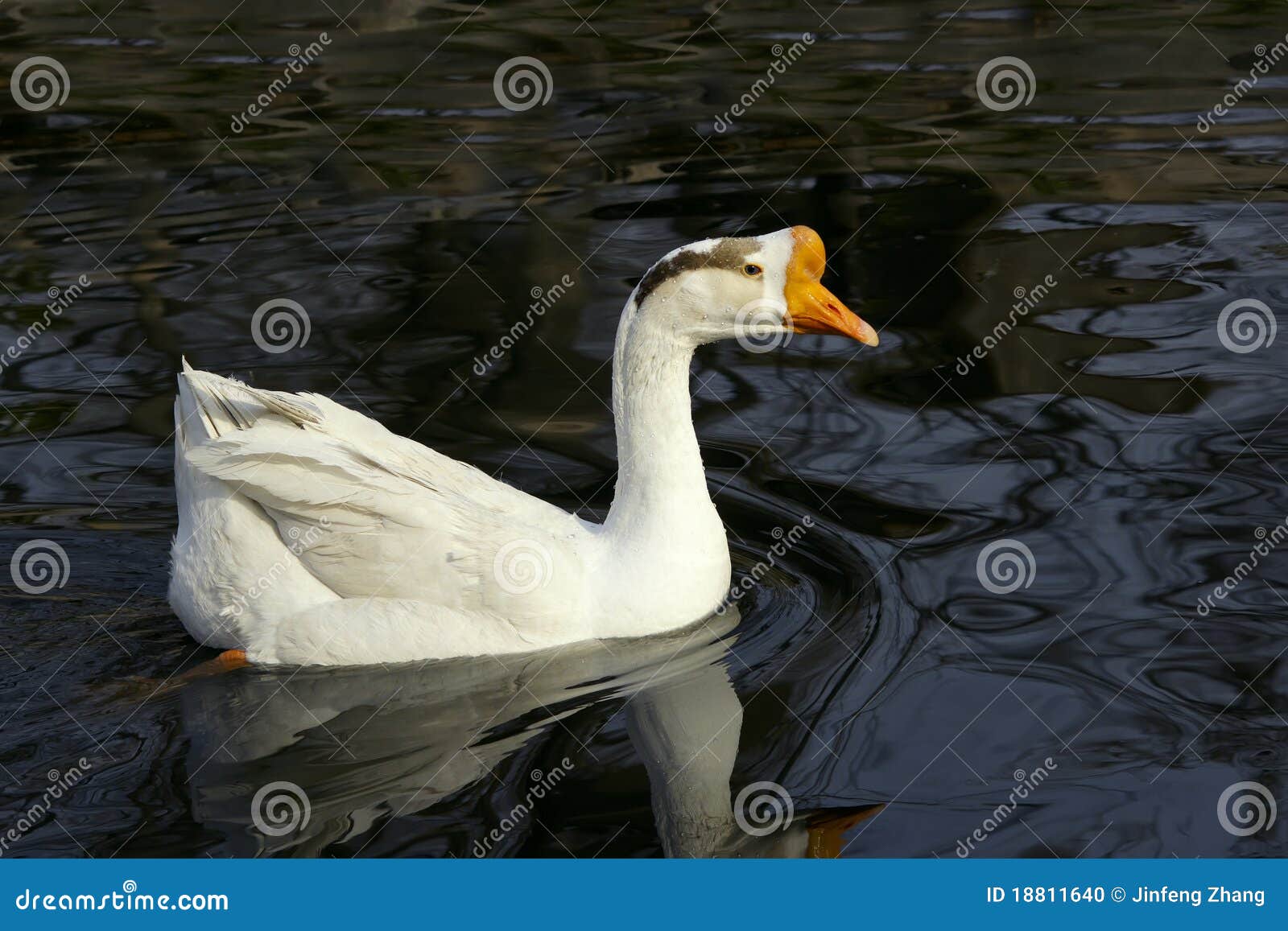 Goose Picture. Image: 18811640