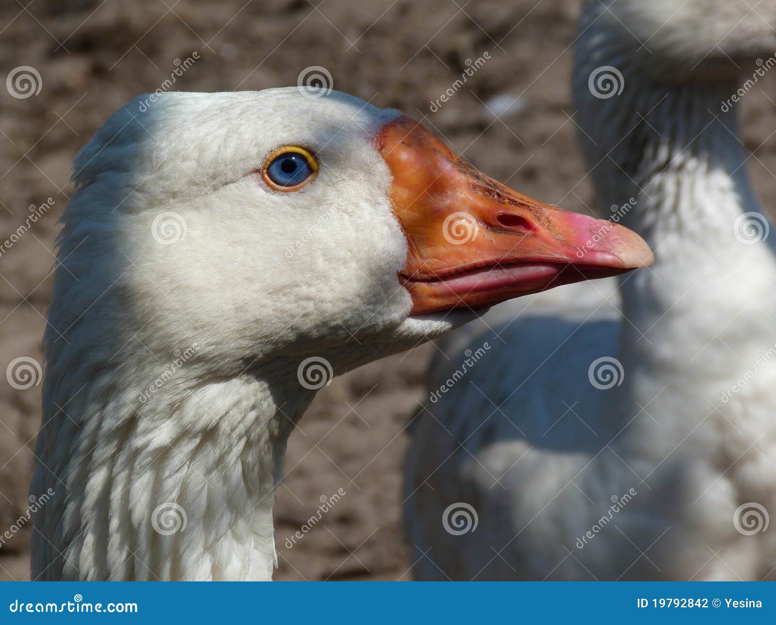 Goose stock photo. Image of blue, goose, nature, curiosity - 19792842