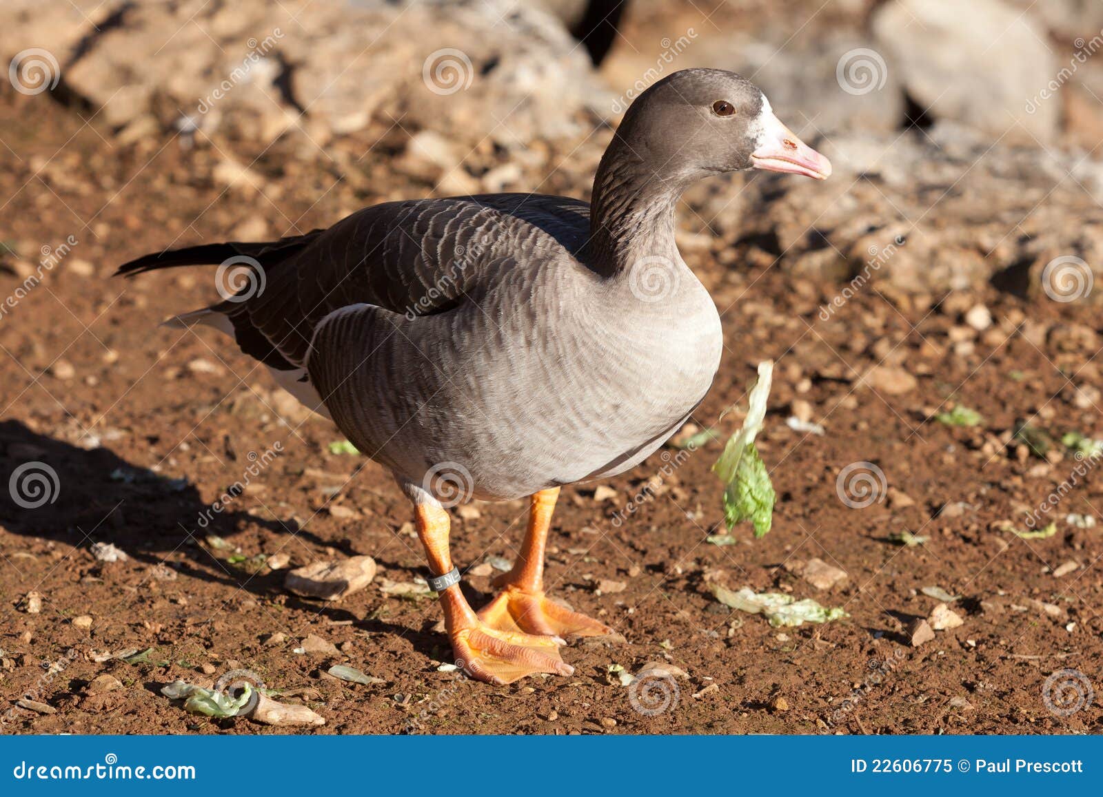 Goose stock image. Image of farm, park, wildlife, water - 22606775