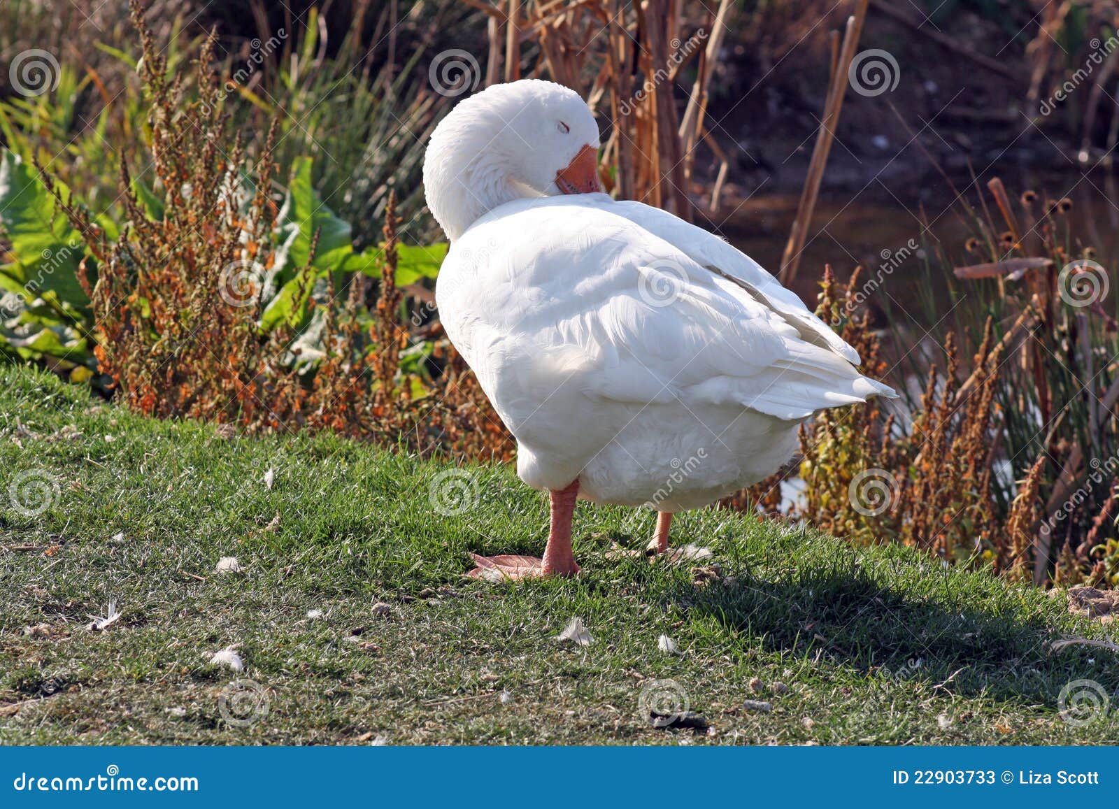Goose stock image. Image of leader, natural, male, color - 22903733