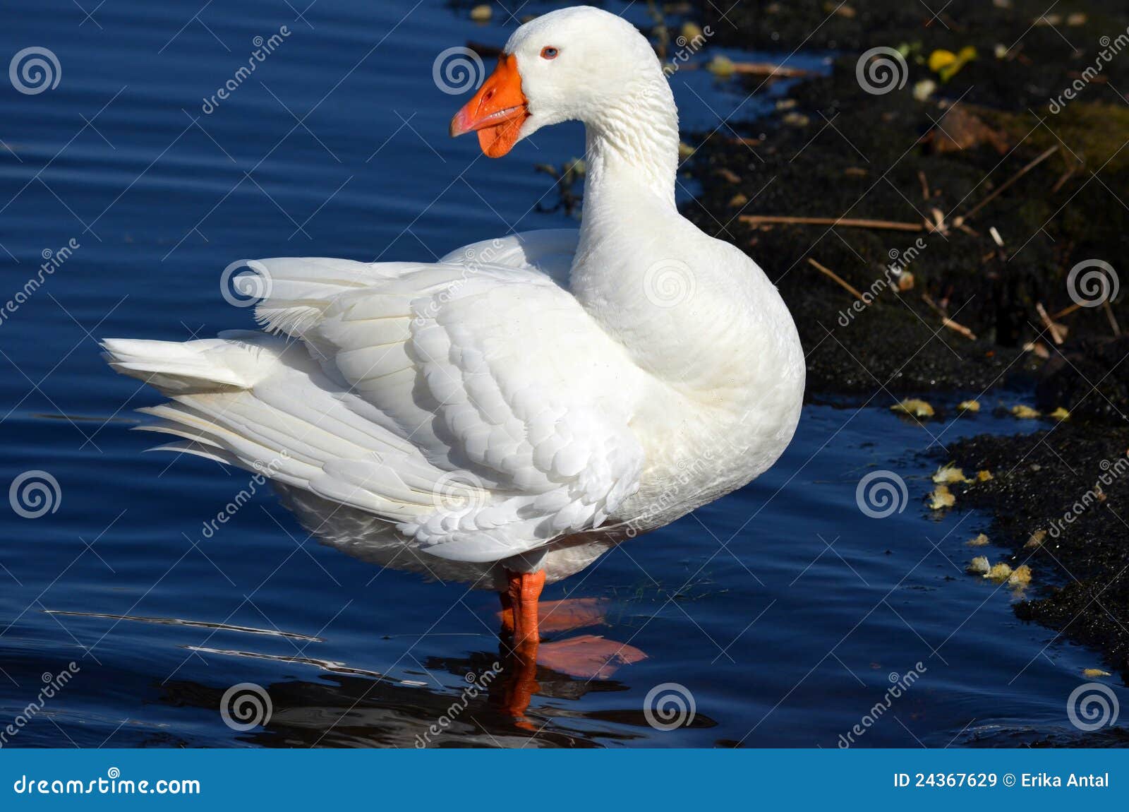 Goose stock image. Image of nature, scotland, spring - 24367629