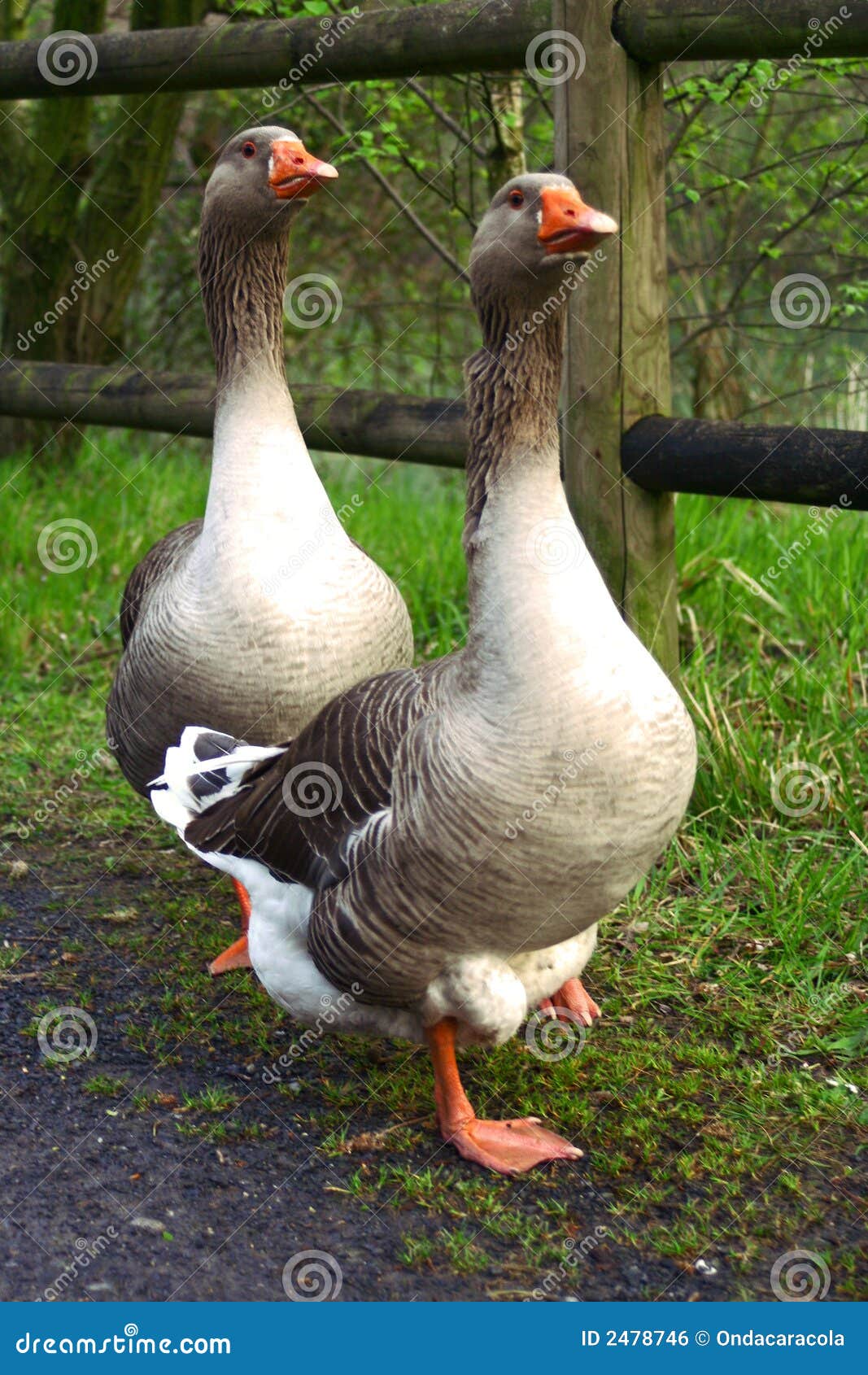 Goose stock photo. Image of breen, farm, peak, goose, rural - 2478746