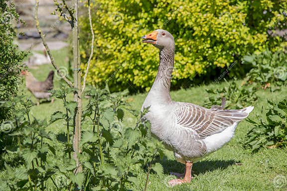 Goose stock photo. Image of outdoors, walks, ganda, birds - 25588582