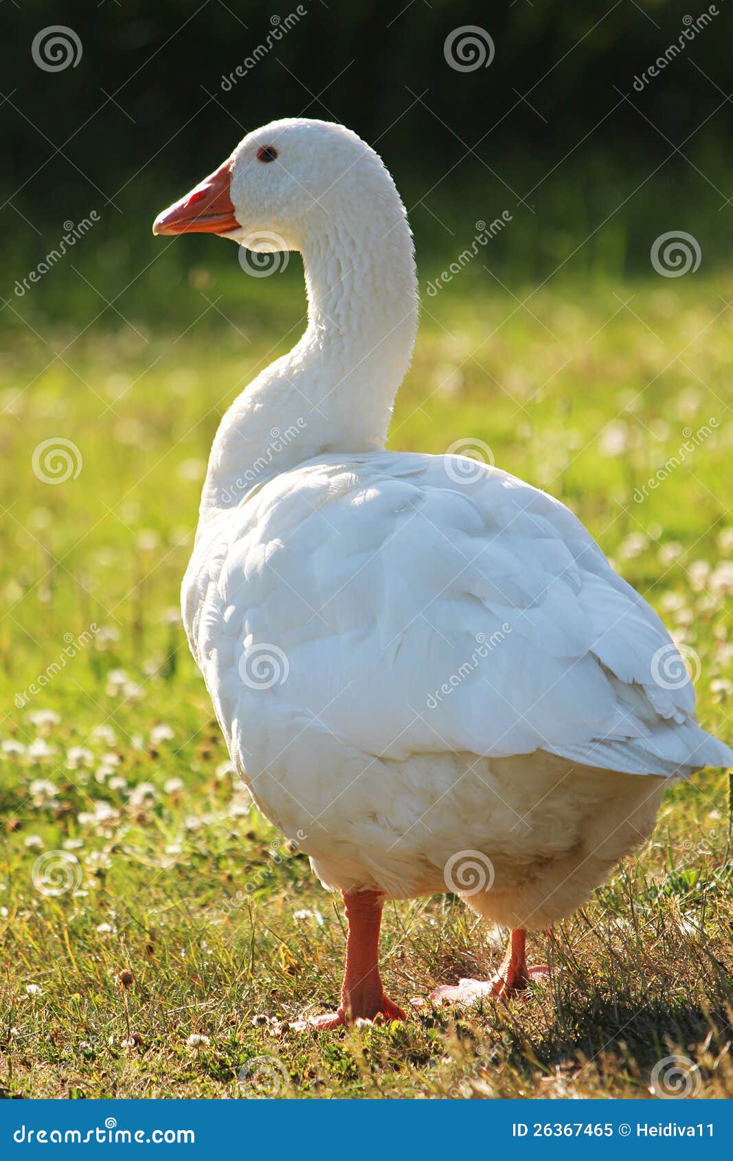 Goose stock image. Image of spring, goose, white, lake - 26367465