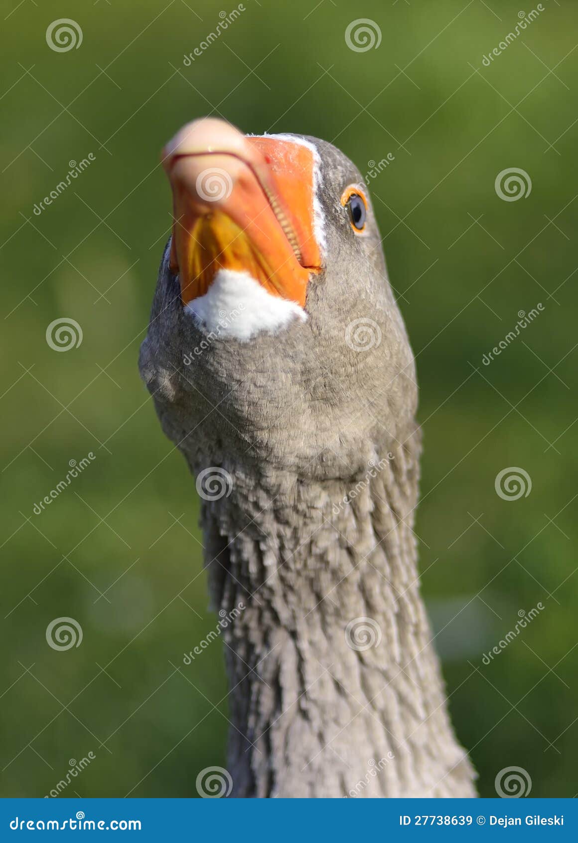 Goose stock image. Image of rural, bird, green, domestic - 27738639