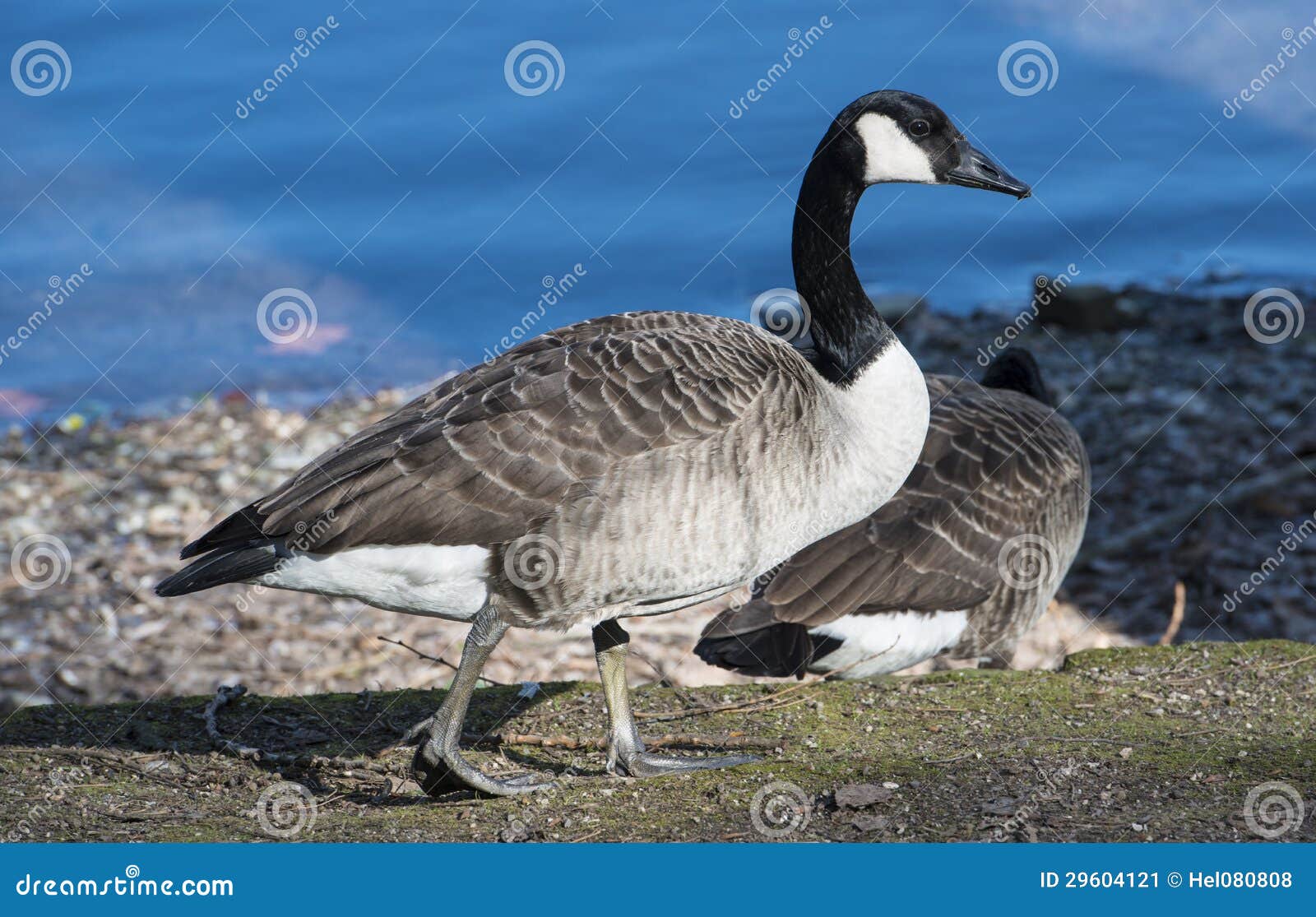 Canadian Goose stock image. Image of duck, black, lake - 29604121