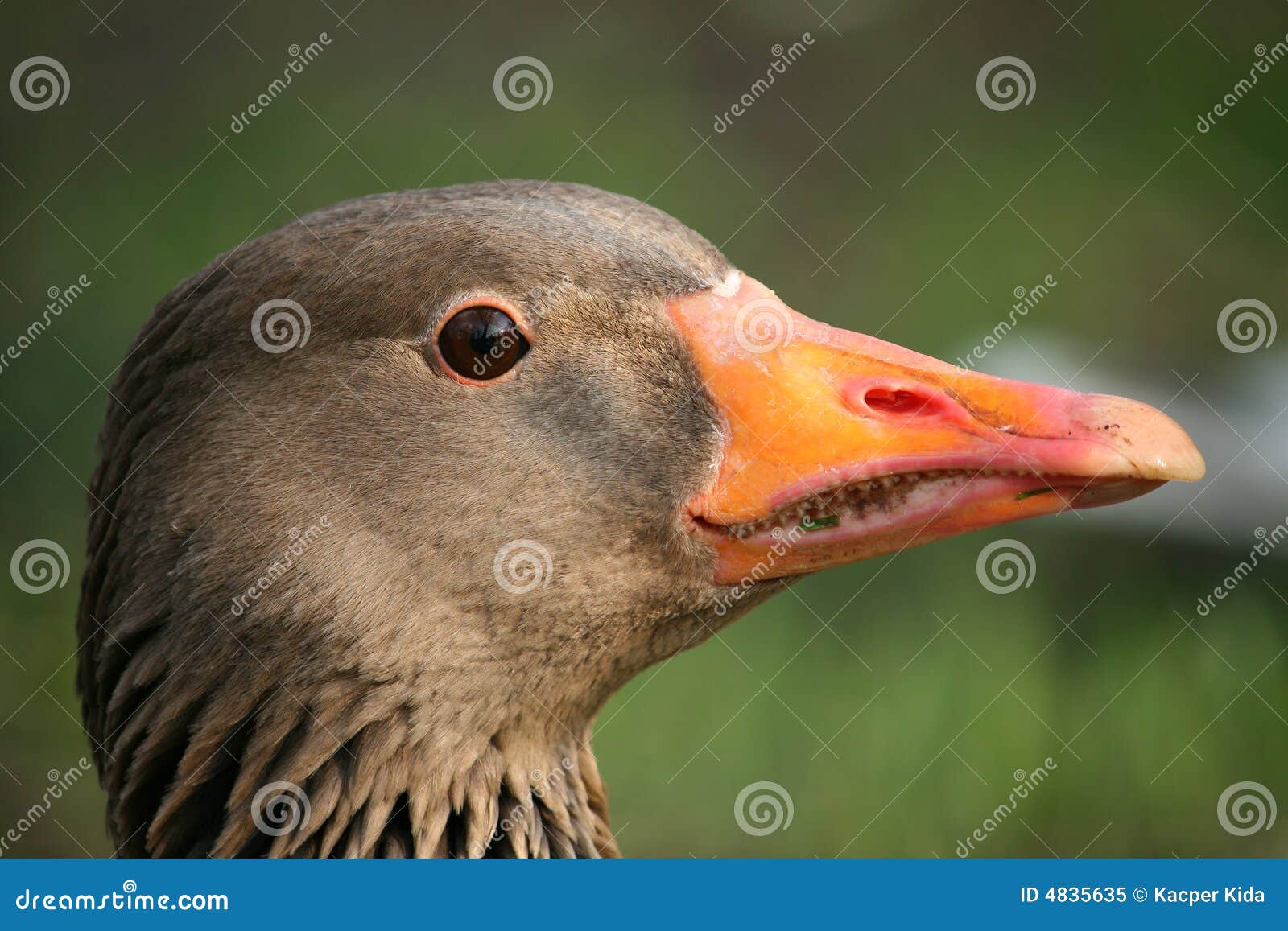 Goose stock image. Image of colors, bird, plant, color - 4835635