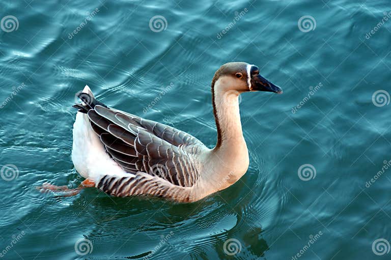 Goose stock photo. Image of waterfowl, brants, bird, fowl - 51222