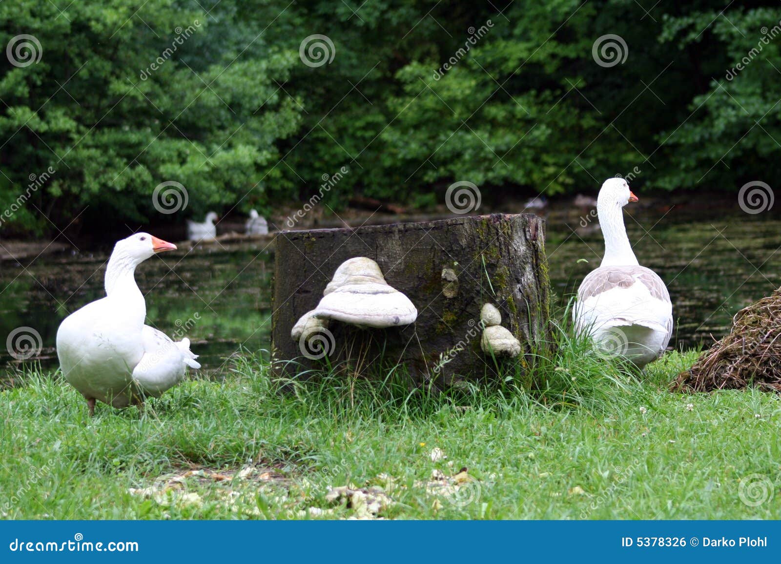 Goose stock photo. Image of geese, grass, rain, nature - 5378326