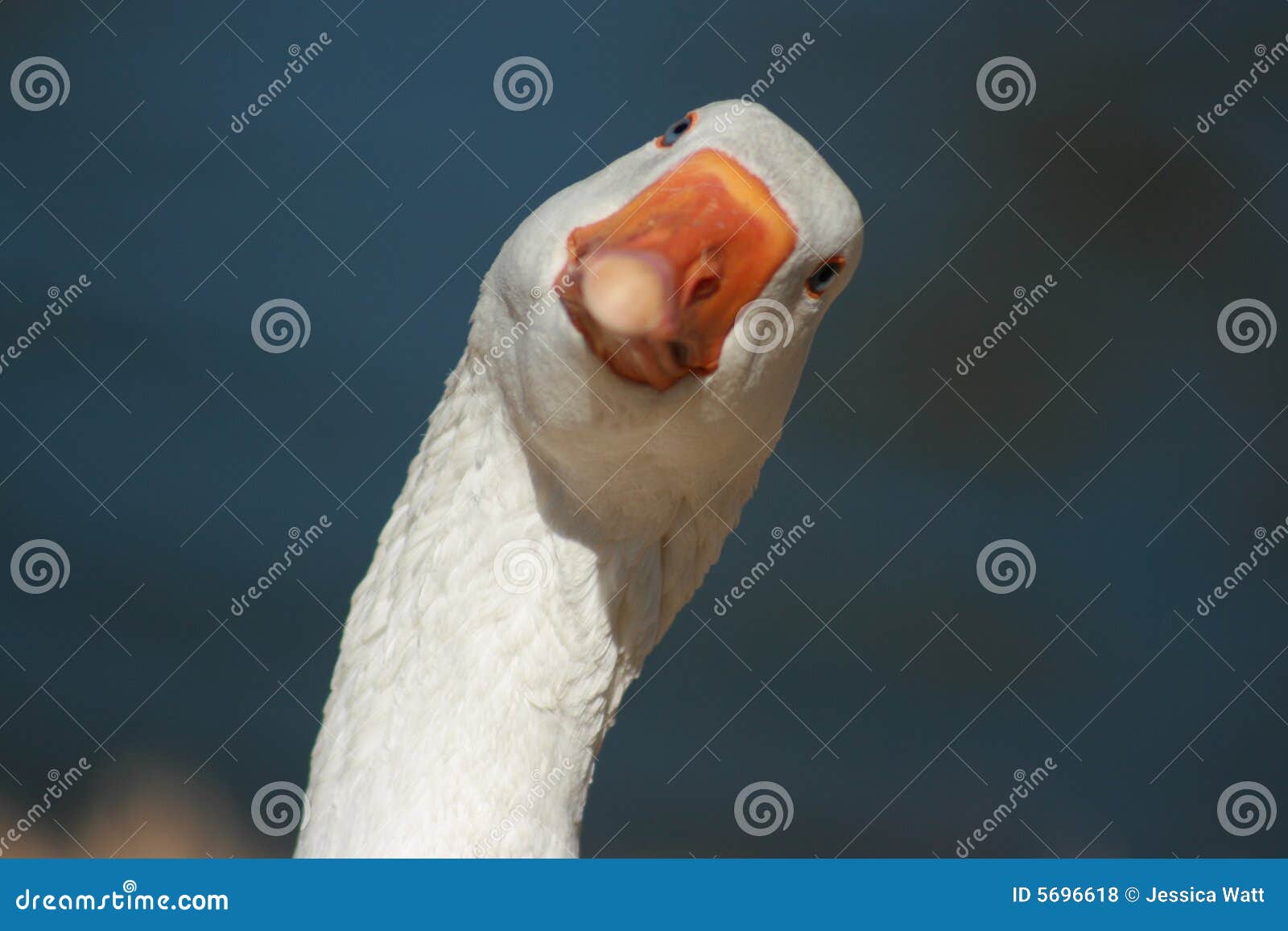 Goose stock photo. Image of geese, duck, feet, bird, animal - 5696618