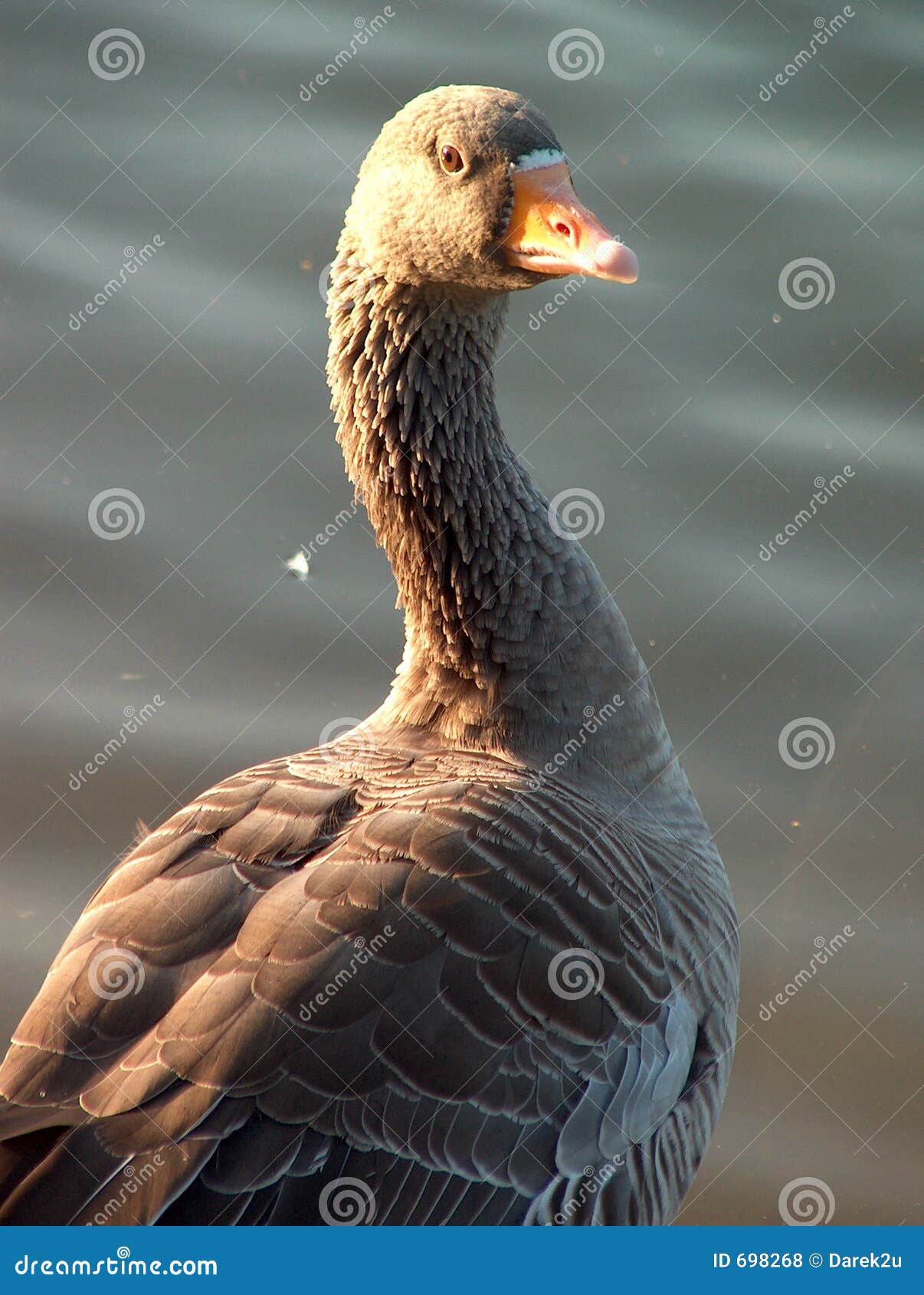 Goose stock photo. Image of stream, gosling, lake, animals - 698268