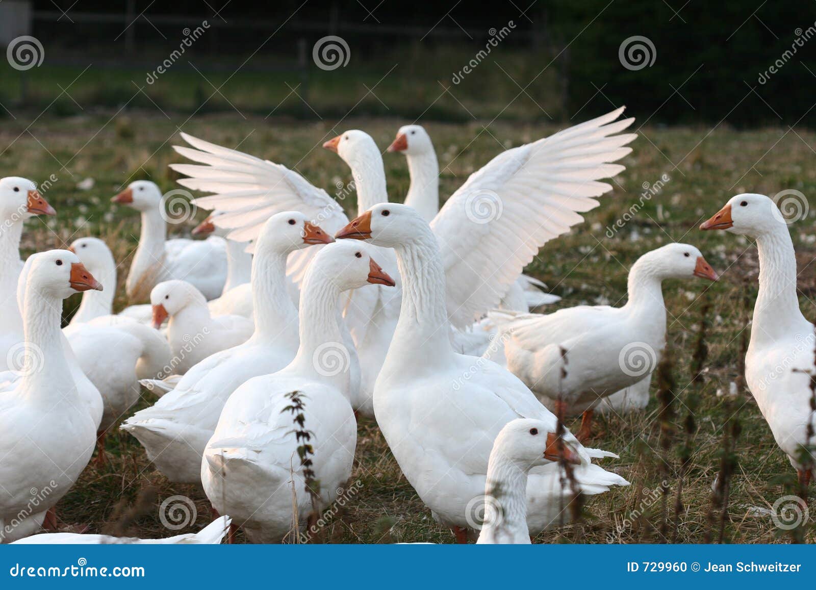 Goose stock photo. Image of denmark, birds, grass, face - 729960
