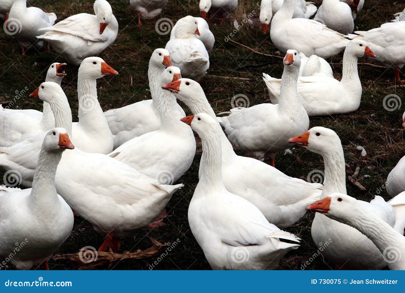 Goose stock image. Image of pattern, animal, farm, green - 730075