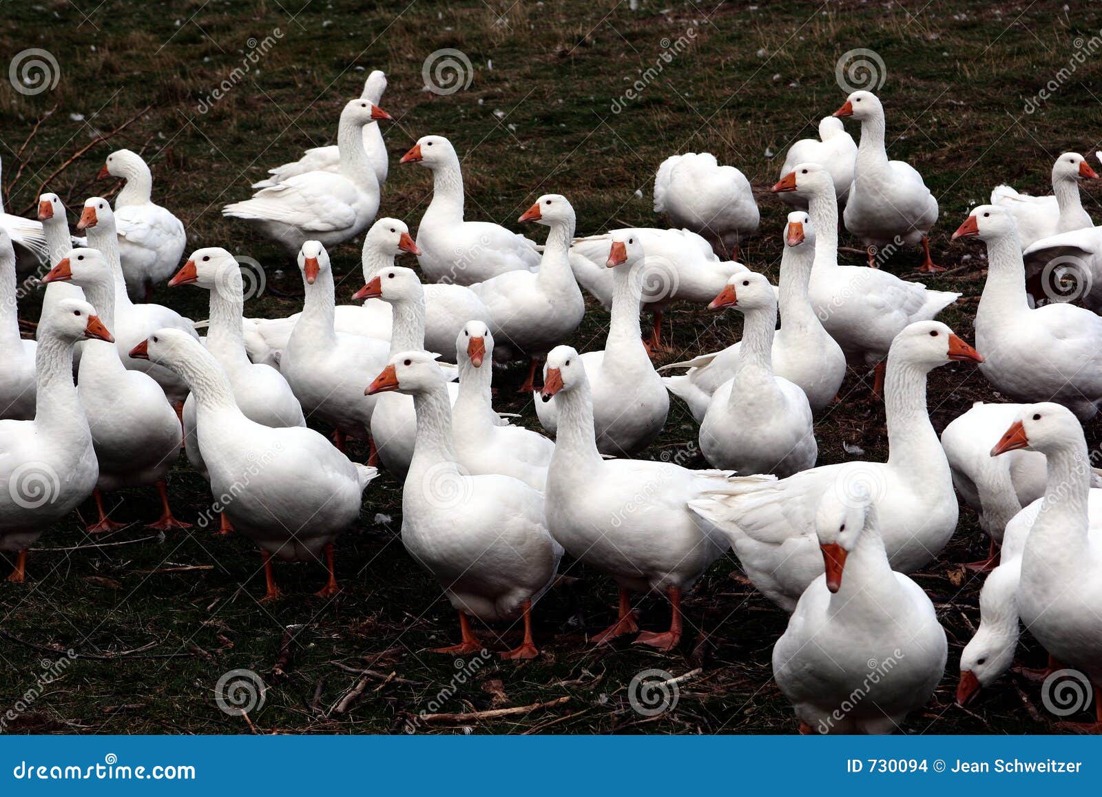 Goose stock photo. Image of head, country, grass, geese - 730094